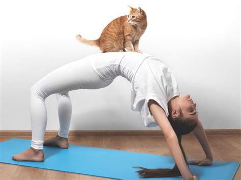 Image result for Back Cat Yoga