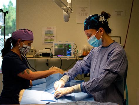 Image result for Veterinary surgery Surgery Types