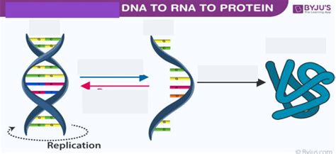 Image result for Lac Operon Mutations