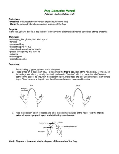 Image result for Female Frog Dissection