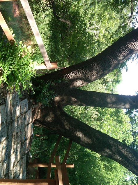 Image result for Cartoon Trinity Tree