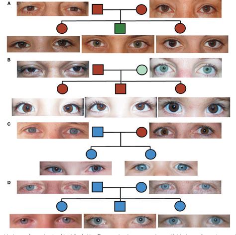 Image result for Eye Color Inheritance Chart