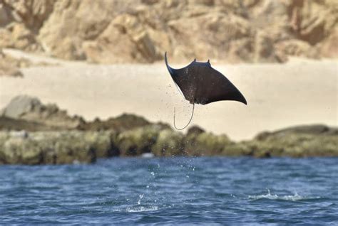 Image result for Manta Ray Jumping Over Bridge