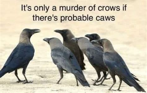 Image result for Counting Crows Meme