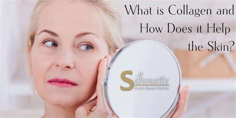 Image result for Collagen Function