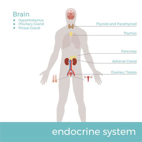 Image result for BrainPOP Endocrine System