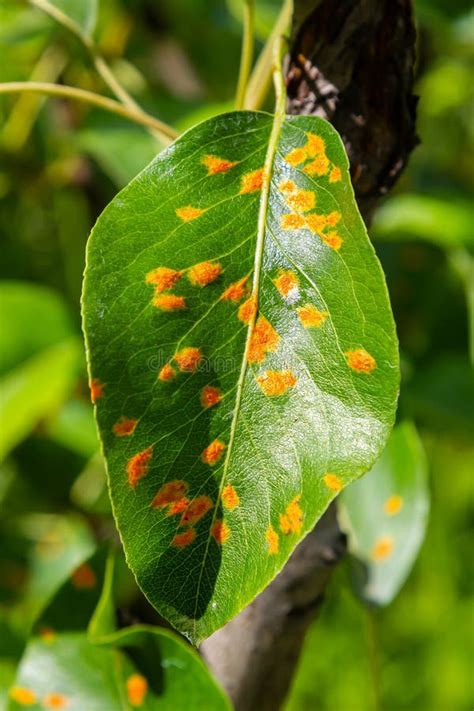 Image result for Pear Tree Leaf Rust