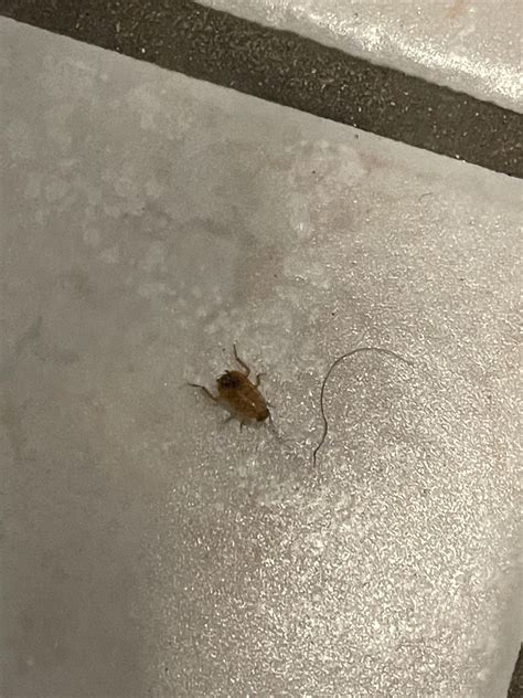 Image result for Little Cockroach