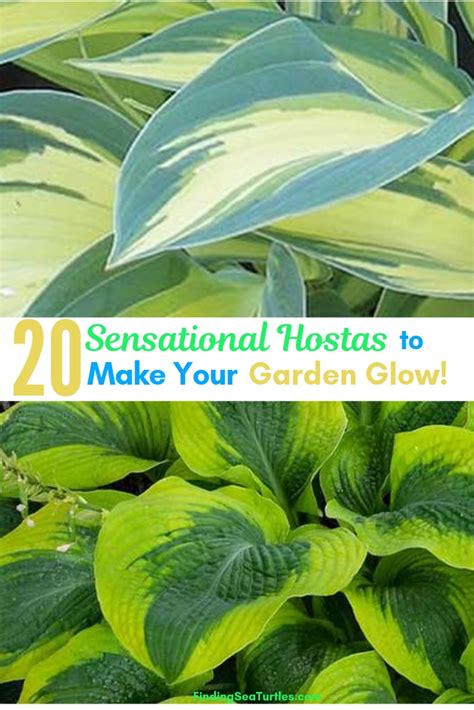 20 Best Hostas for Shade Garden Areas