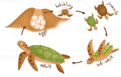 Image result for Turtle Life Cycle