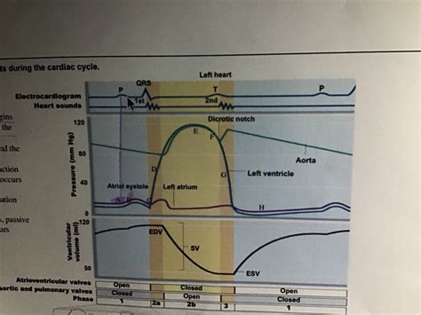 Image result for Cardiac Cycle Graph