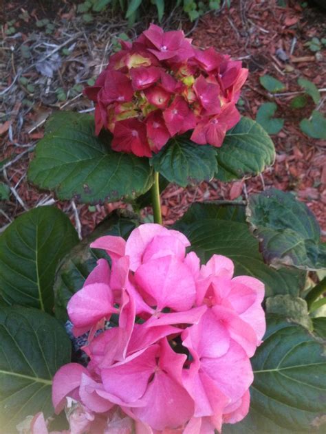 Image result for Color Changing Rose Bush