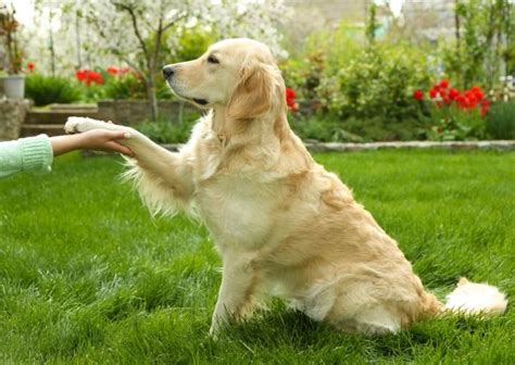 Image result for How Dogs Communicate with People