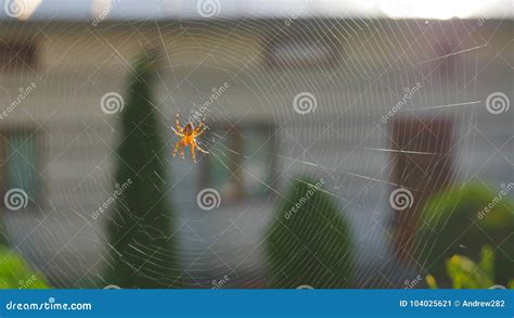 Image result for Time-Lapse Spider Making Web