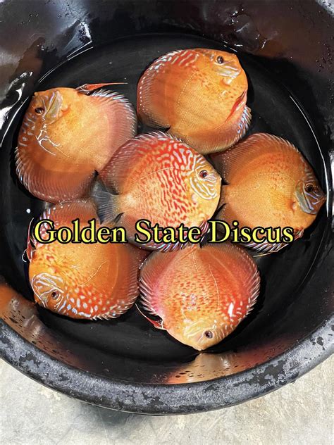 Image result for Golden Discus Fish