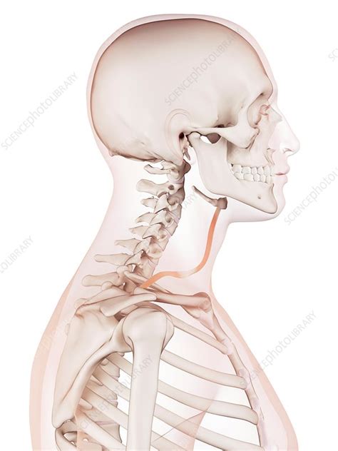 Image result for Human Body Neck Muscles