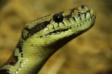 Image result for Python Snake Face