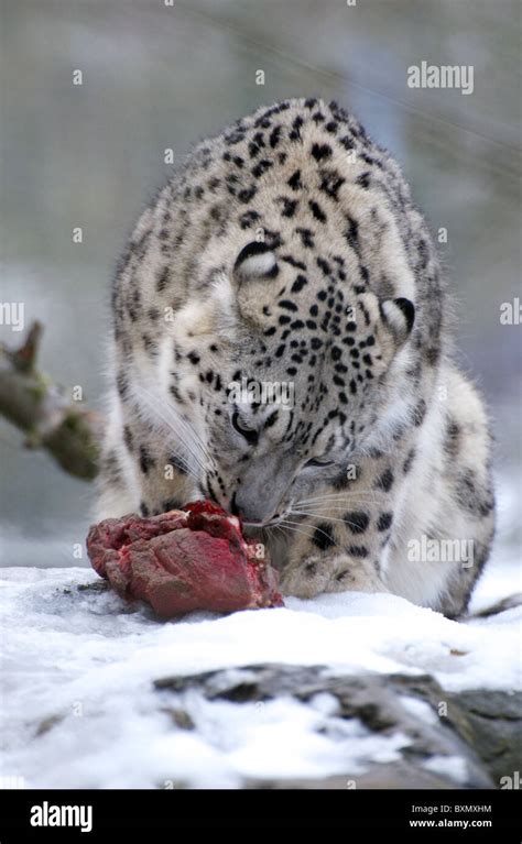 Image result for Snow Leopard Eating
