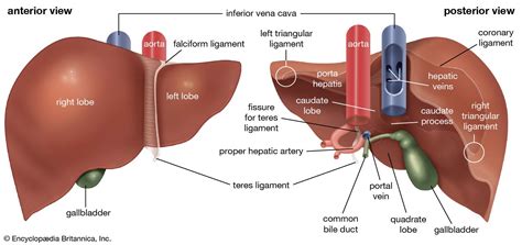 Image result for Human Liver Function