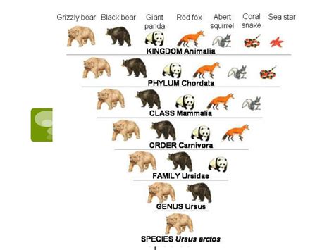 Image result for Linnaean System Classification Video