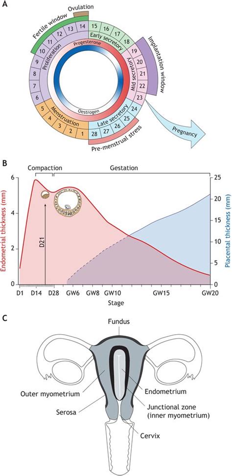 Image result for Invagination