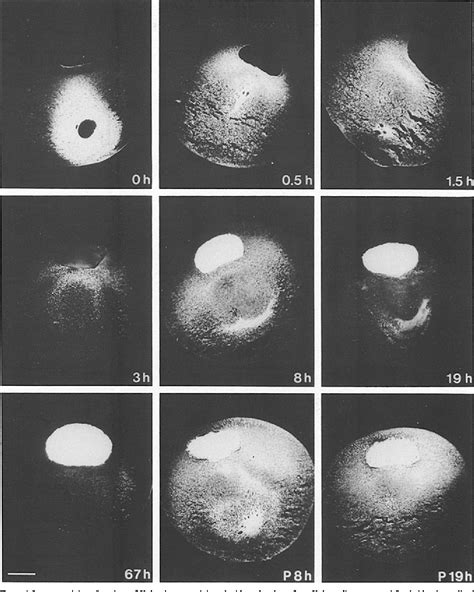 Image result for Nuclear Envelope Function
