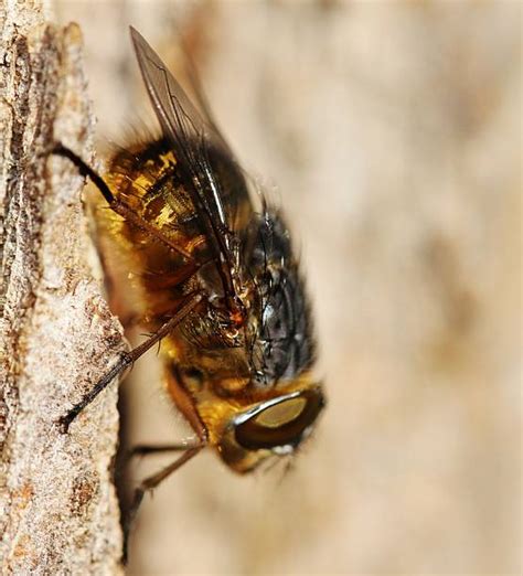 Image result for Fly Side View