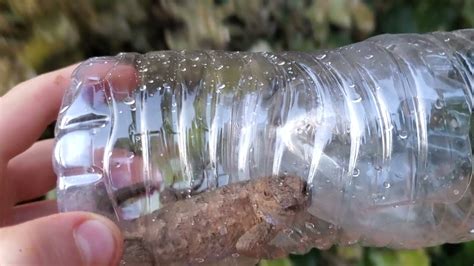 Image result for Easy Homemade Lizard Traps