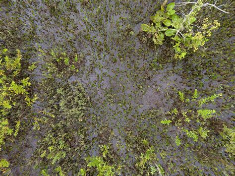 Image result for Minecraft Swamp Block Texture