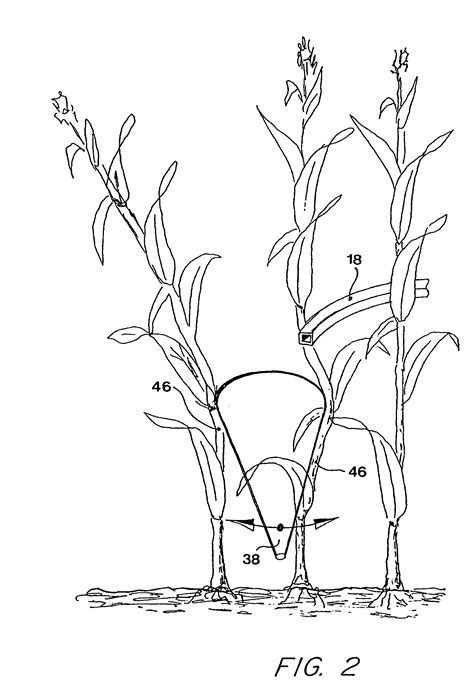 Corn Stalk Coloring Pages