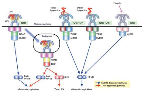 Image result for TLR Signaling Pathway