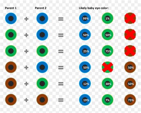 Image result for Punnett Square Explained Eye Color