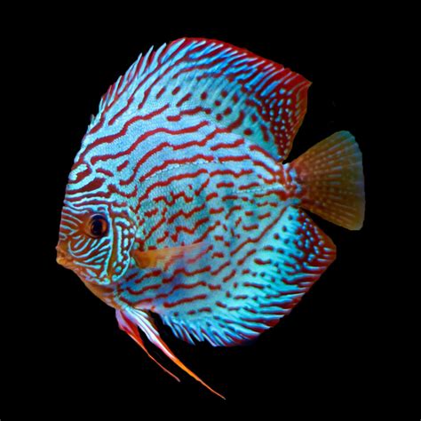 Image result for Royal Blue Discus
