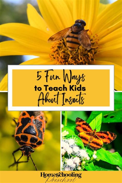 Image result for Insects Lessons