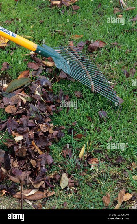 RAKING LEAVES WITH A SPRING TINE RAKE Stock Photo - Alamy