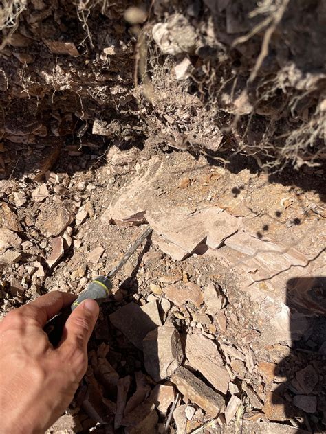 Image result for Fossil Digging