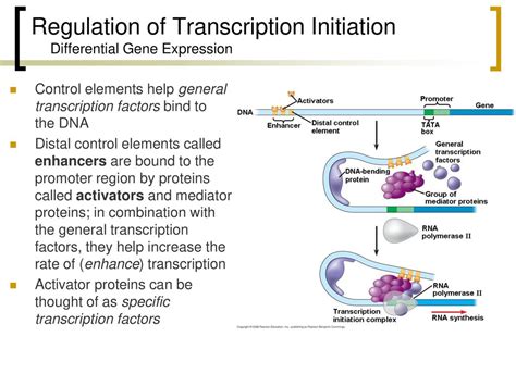 Image result for Distal Control Elements