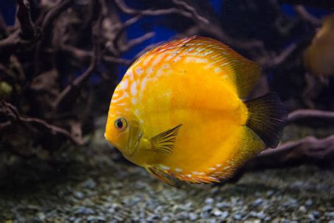 Image result for Golden Discus Fish