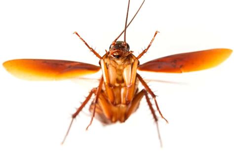 Image result for The Flying Cockroach Attack Comple