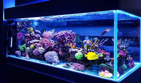 Fish - Online Tropical Fish - Buy Tropical Fish Online