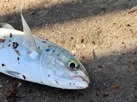 Image result for How to Catch Blue Runner Fish