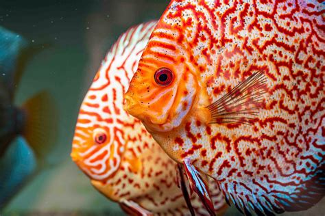 Image result for Types of Discus Fish List