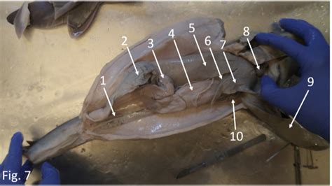 Image result for Shark Dissection