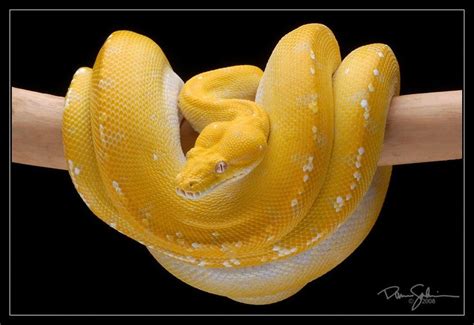Image result for Albino Green Tree Python