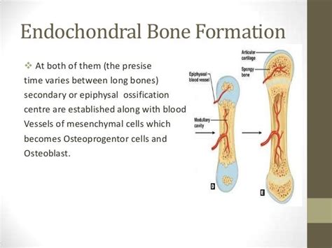 Image result for Bone Development