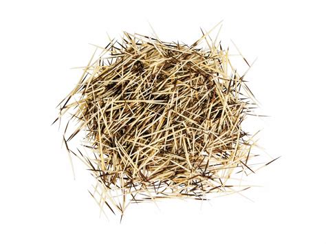 Image result for Using Porky Quills