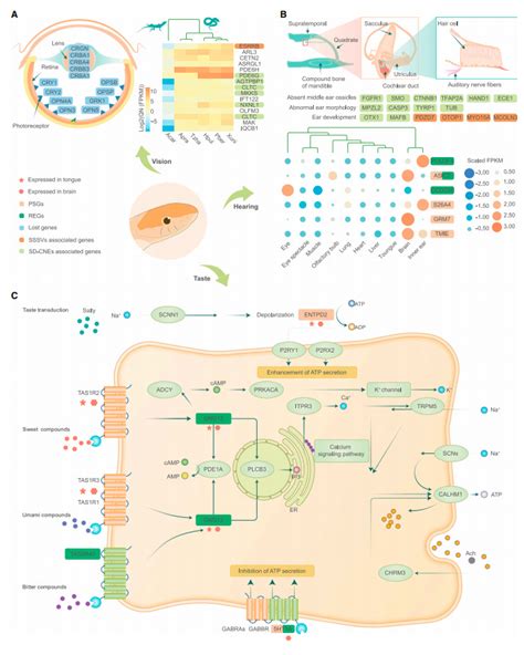 Image result for Snakes Origins Explained