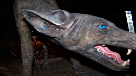 Image result for True Cryptids