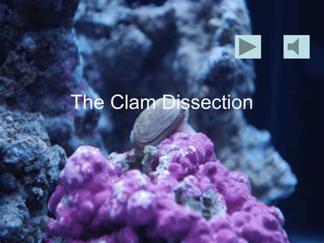 Image result for Clam Dissection