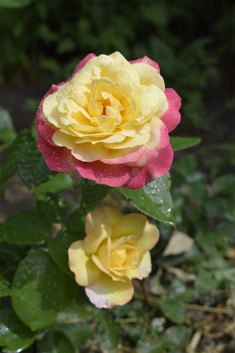 Image result for Color Changing Rose Bush